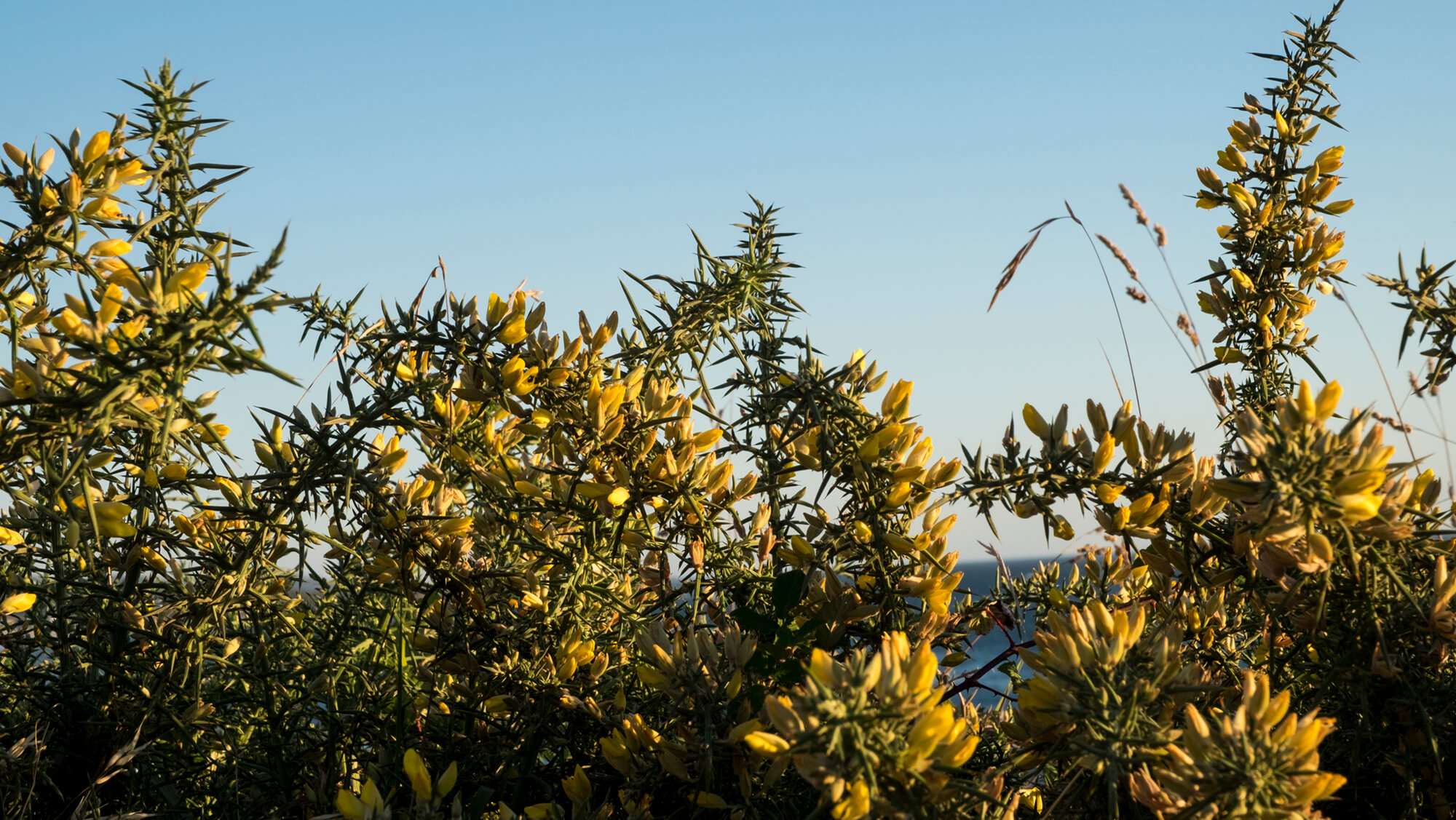 5 escapadas para gozar la primavera en Galicia - TrotandoMundos