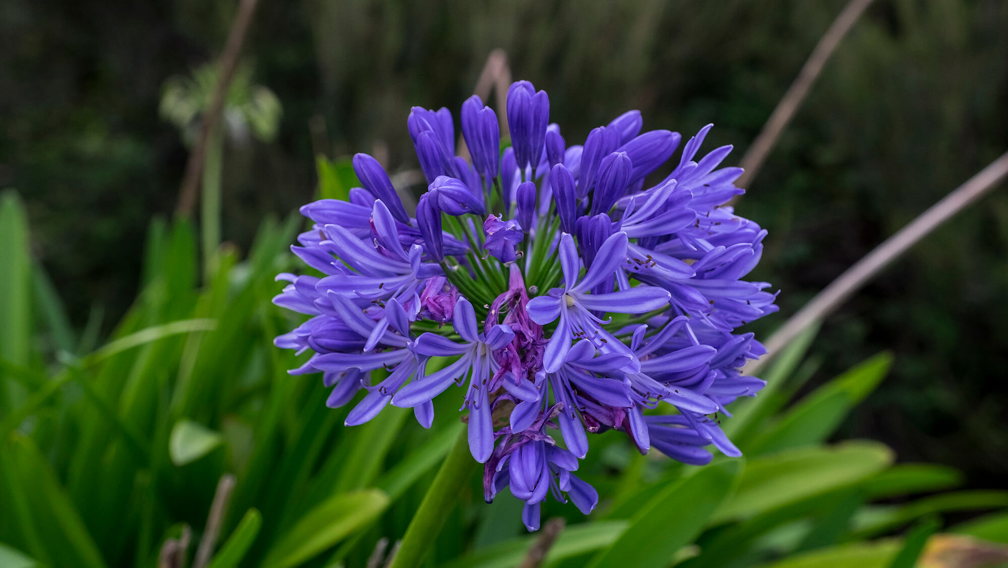 Flores del mundo - TrotandoMundos