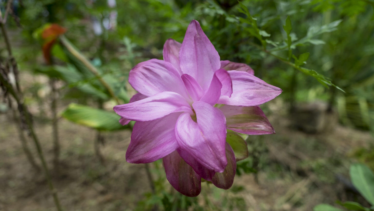 Flores del mundo - TrotandoMundos