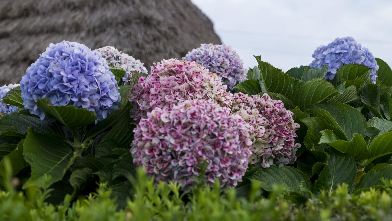 Flores del mundo - TrotandoMundos
