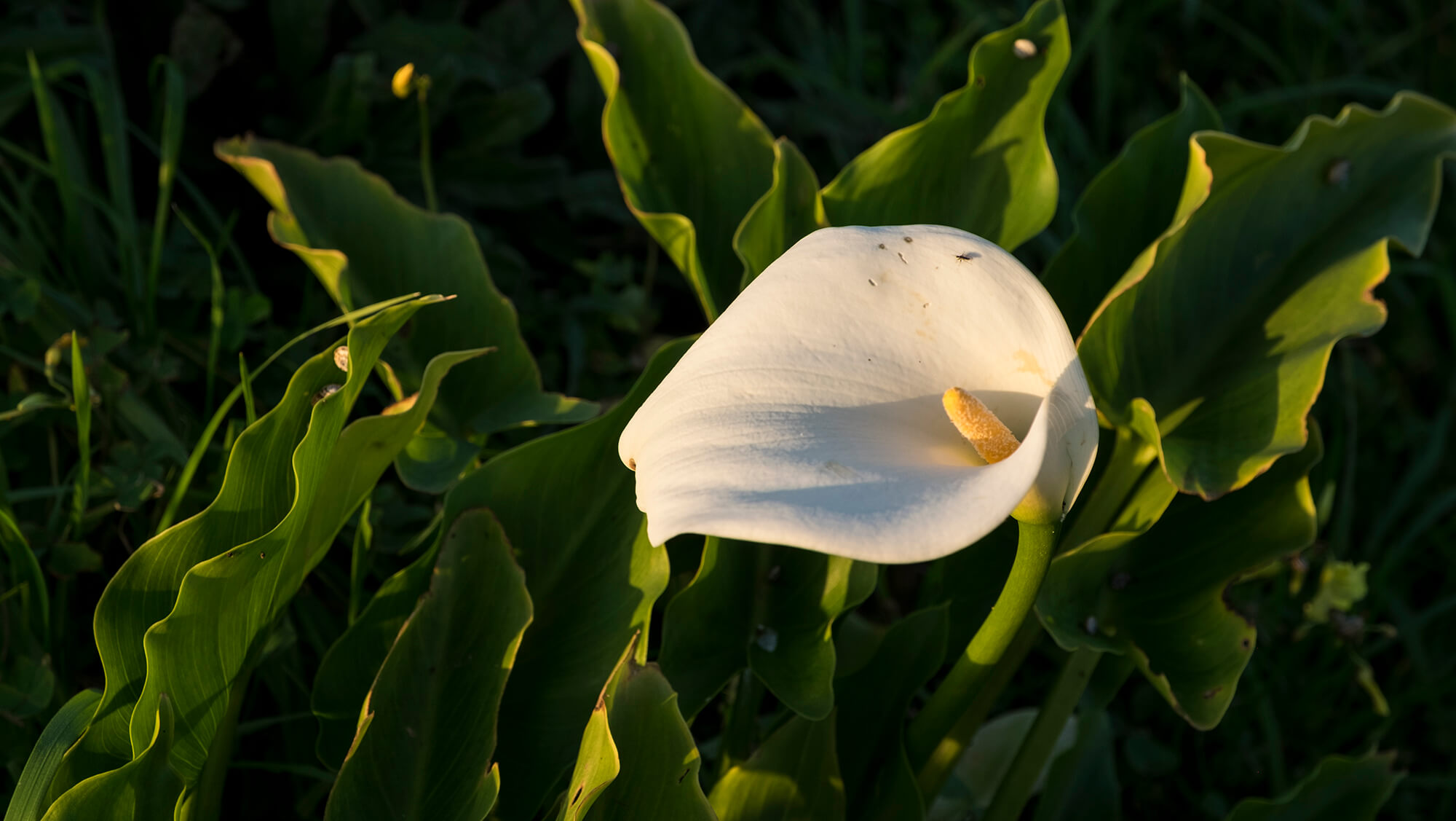 Flores del mundo - TrotandoMundos