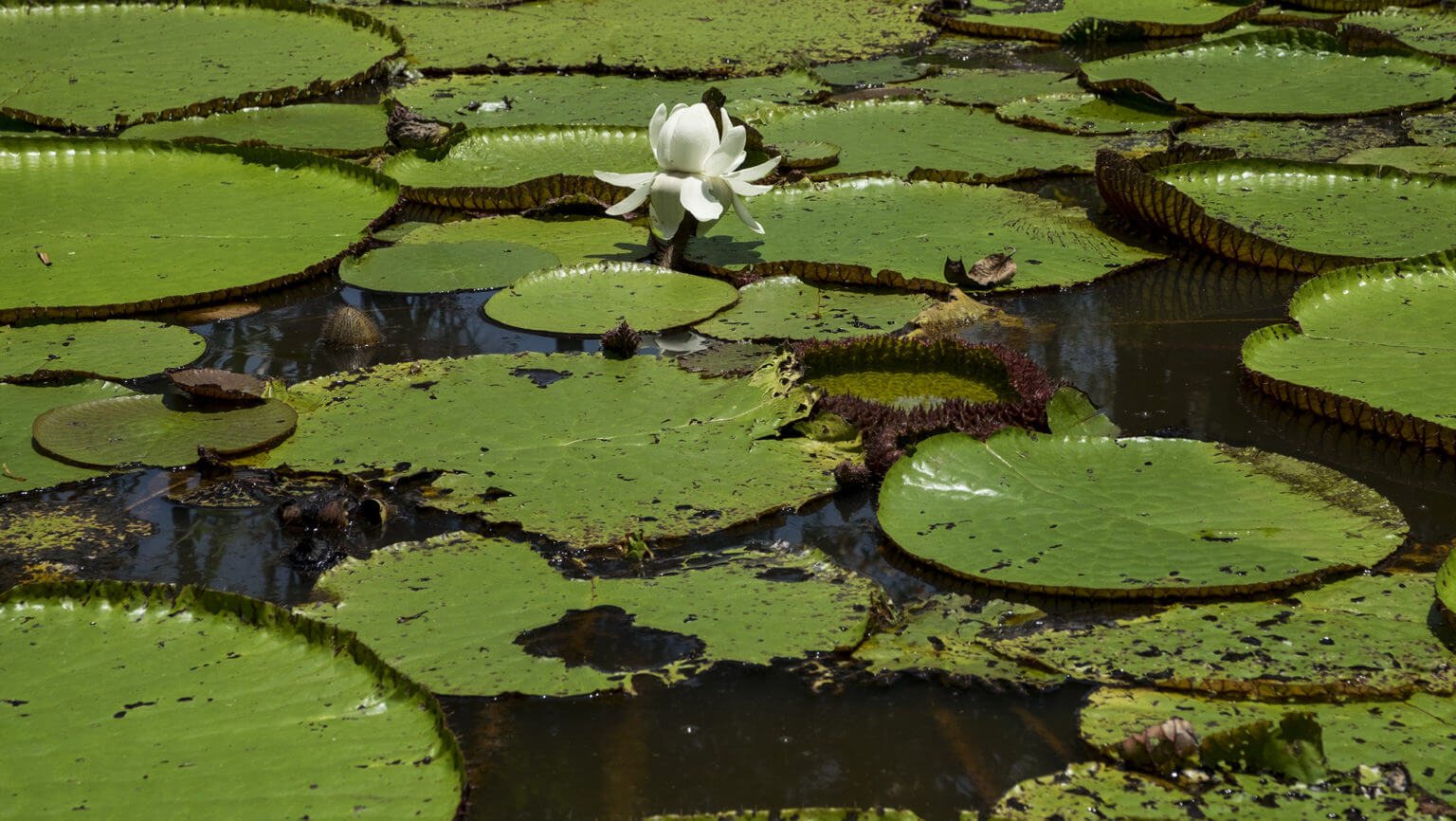 Flores del mundo - TrotandoMundos