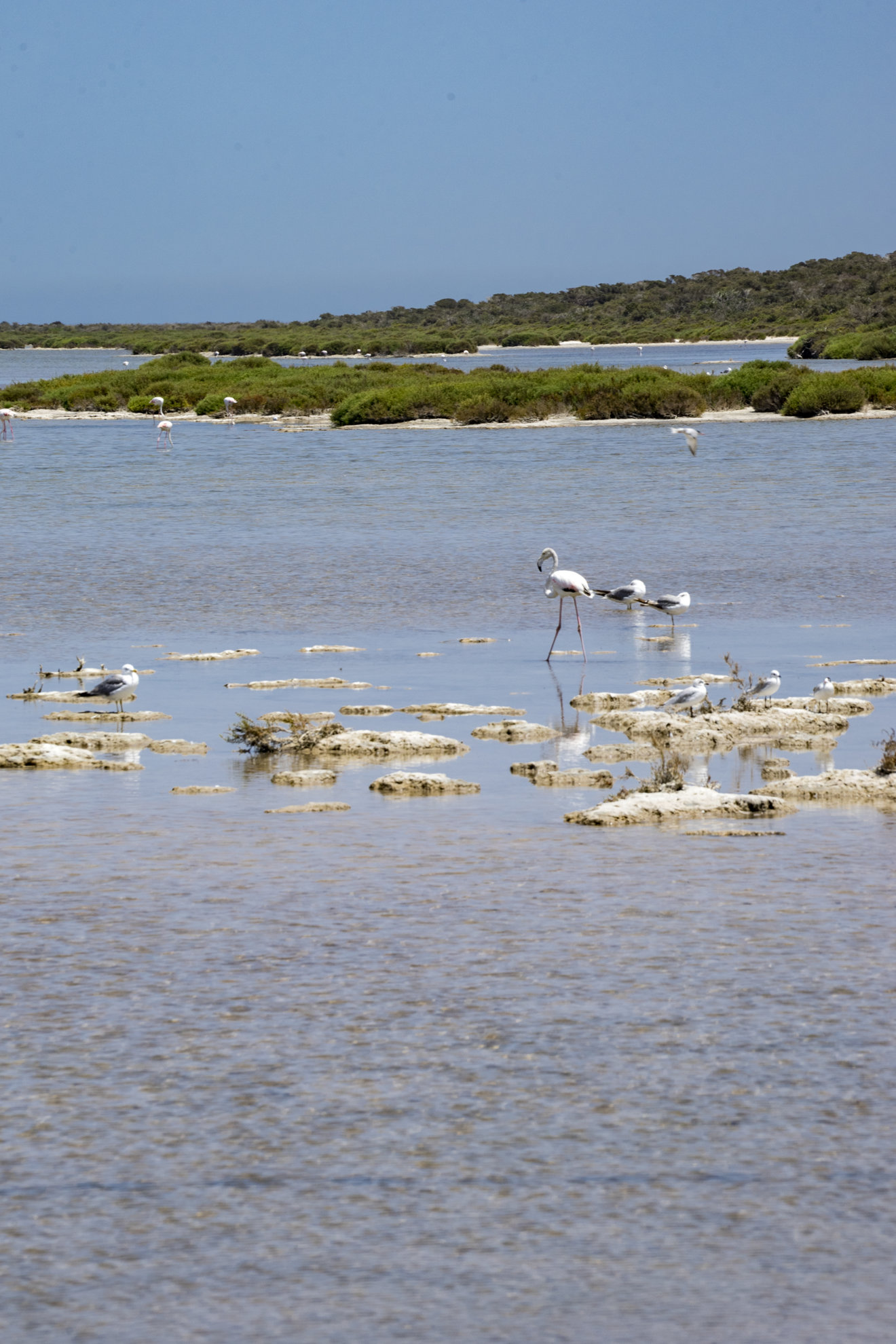 Qué ver en la Reserva Natural de Punta Entinas-Sabinar | Almería ...