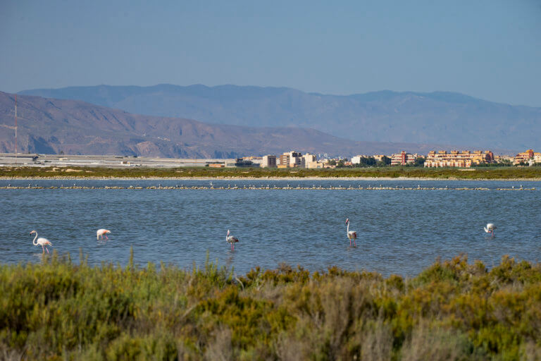 Qué ver en la Reserva Natural de Punta Entinas-Sabinar | Almería ...