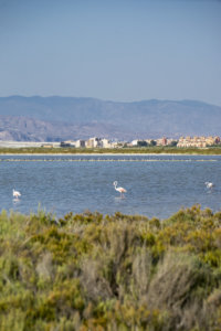 Qué ver en la Reserva Natural de Punta Entinas-Sabinar | Almería ...