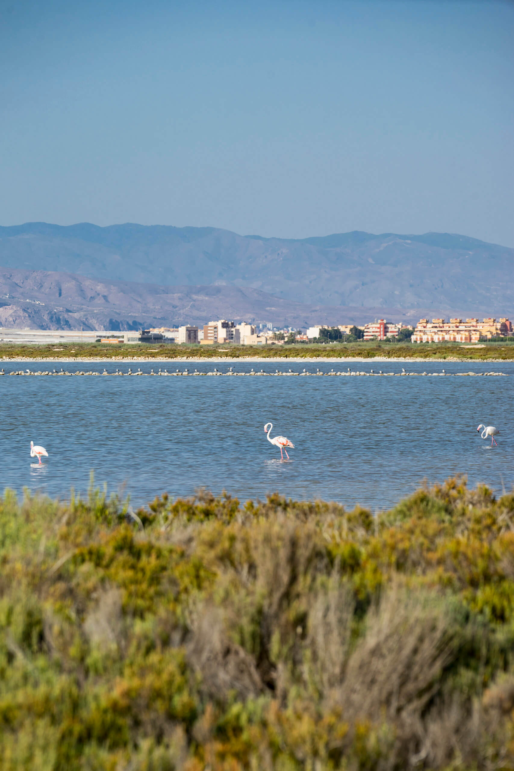 Qué ver en la Reserva Natural de Punta Entinas-Sabinar | Almería ...