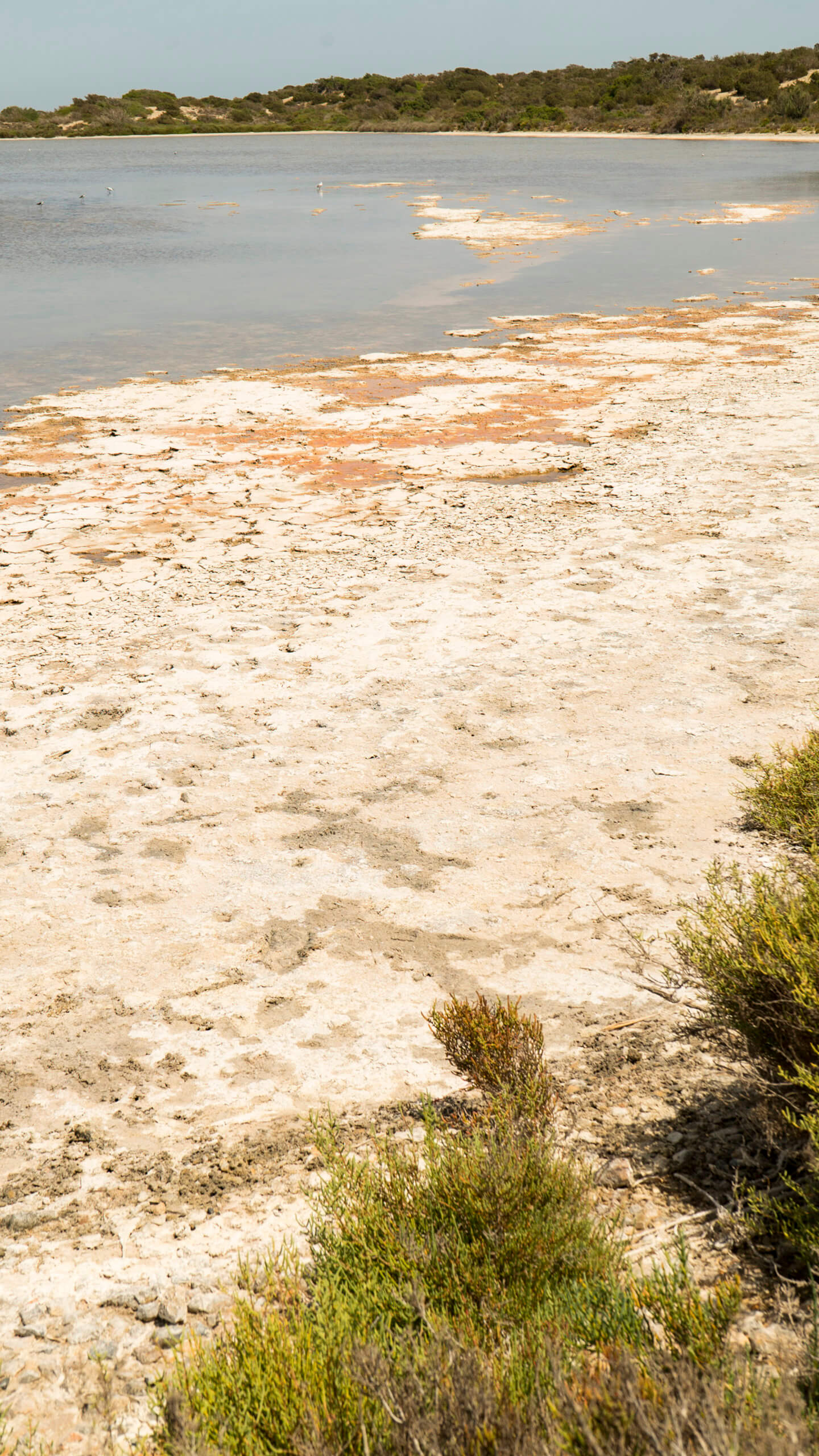 Qué ver en la Reserva Natural de Punta Entinas-Sabinar | Almería ...