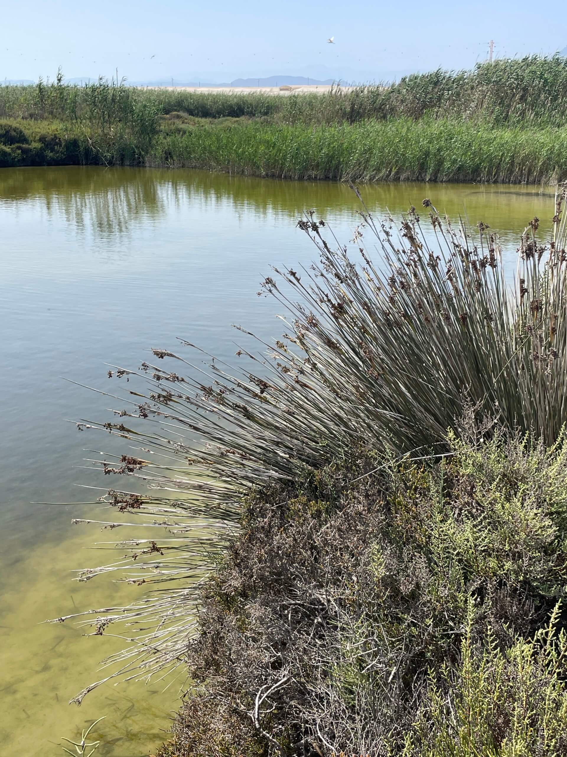 Qué ver en la Reserva Natural de Punta Entinas-Sabinar | Almería ...