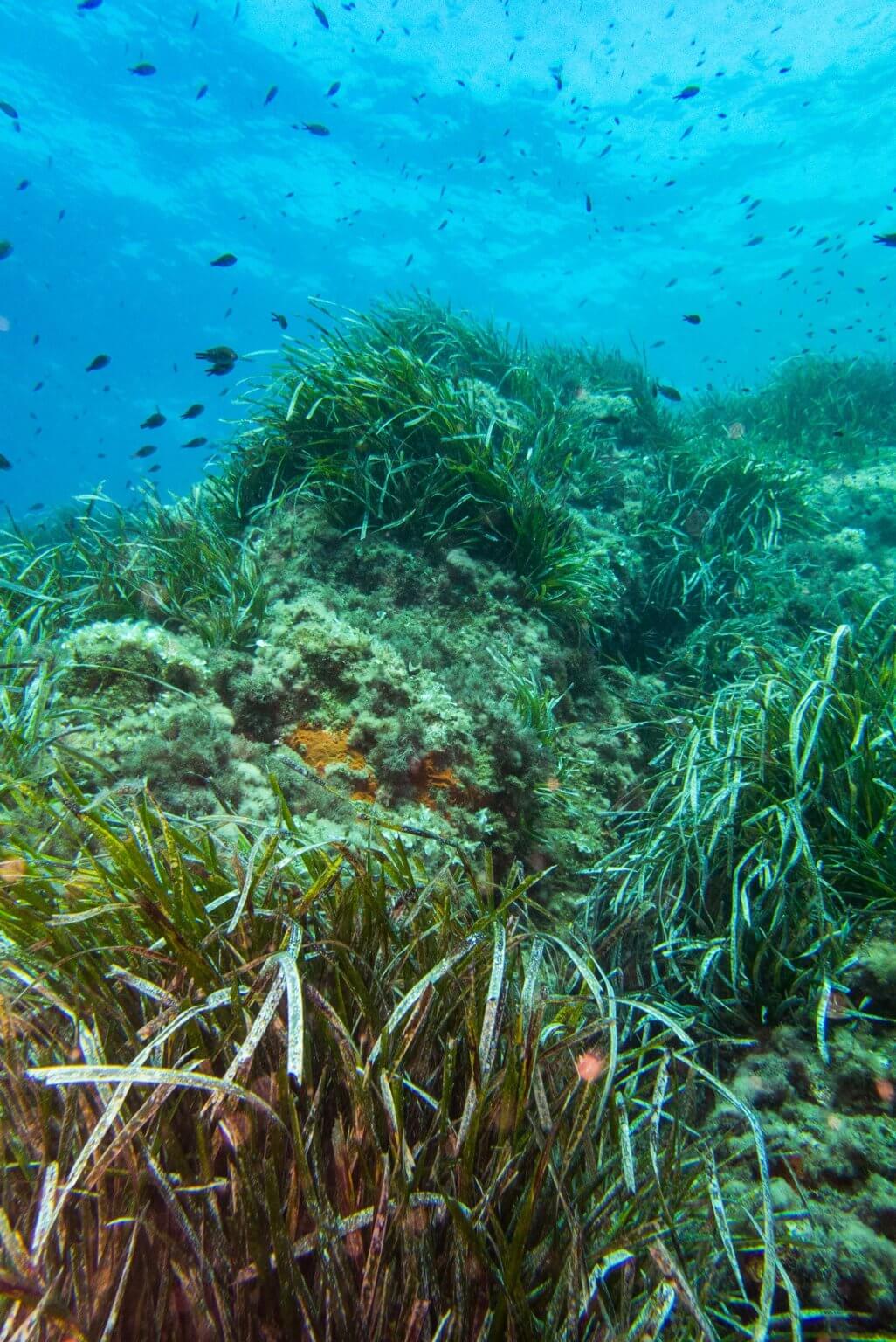 La Posidonia: las valiosas praderas sumergidas del Mediterráneo ...