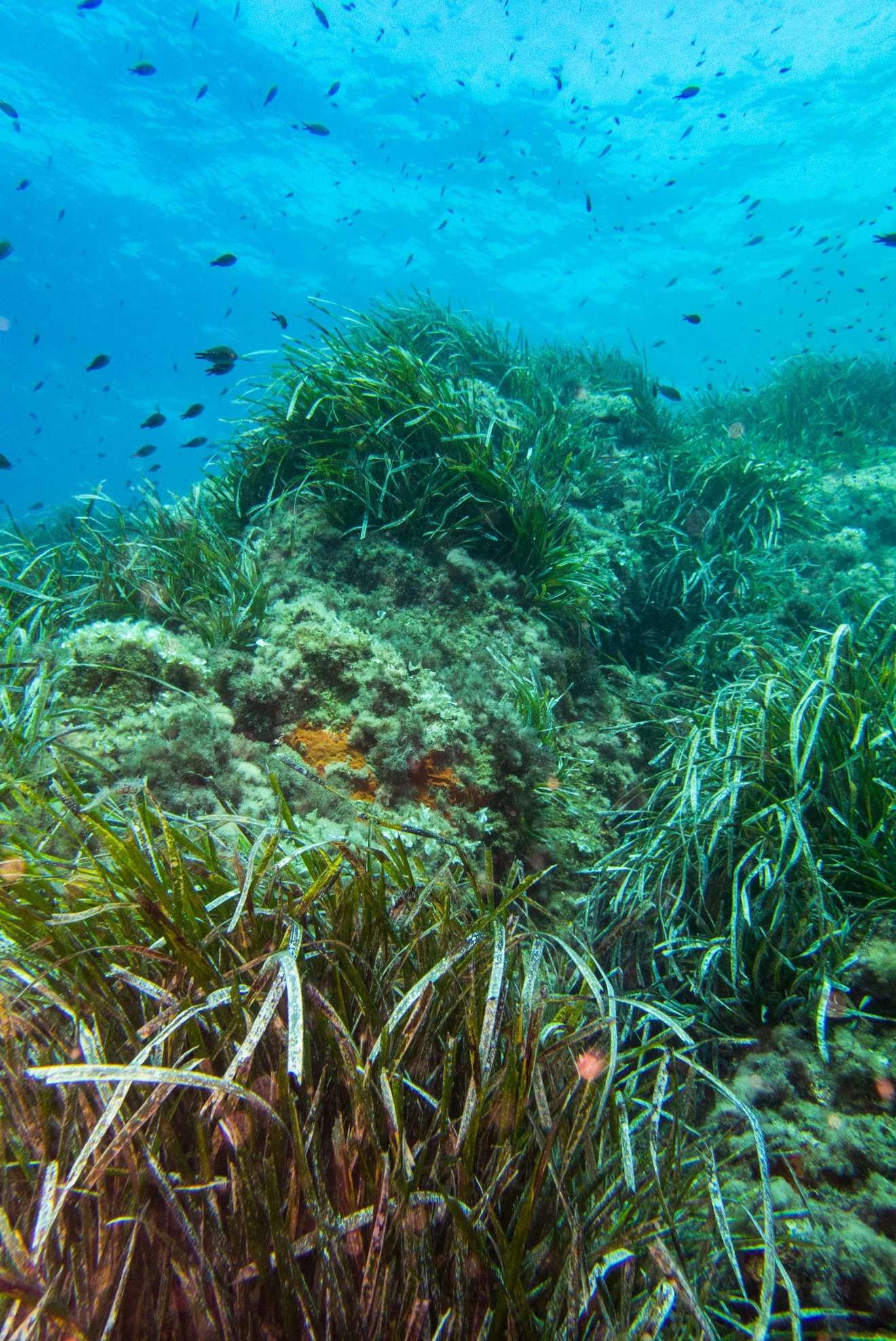 La Posidonia: las valiosas praderas sumergidas del Mediterráneo ...