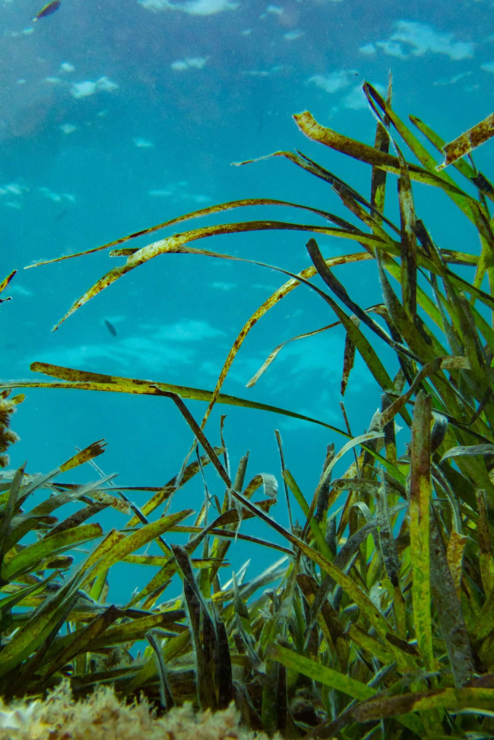 La Posidonia: las valiosas praderas sumergidas del Mediterráneo ...