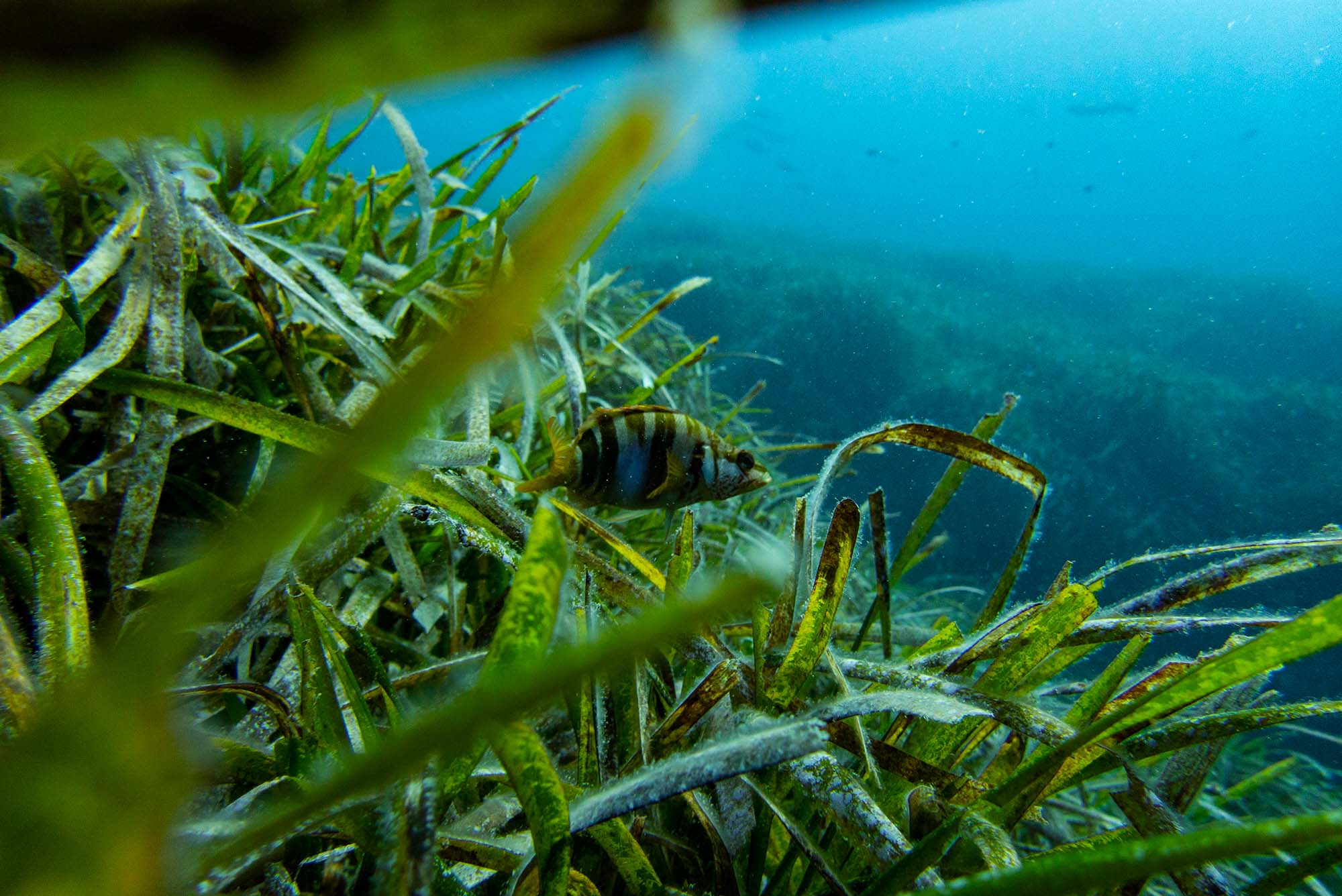 La Posidonia: las valiosas praderas sumergidas del Mediterráneo ...