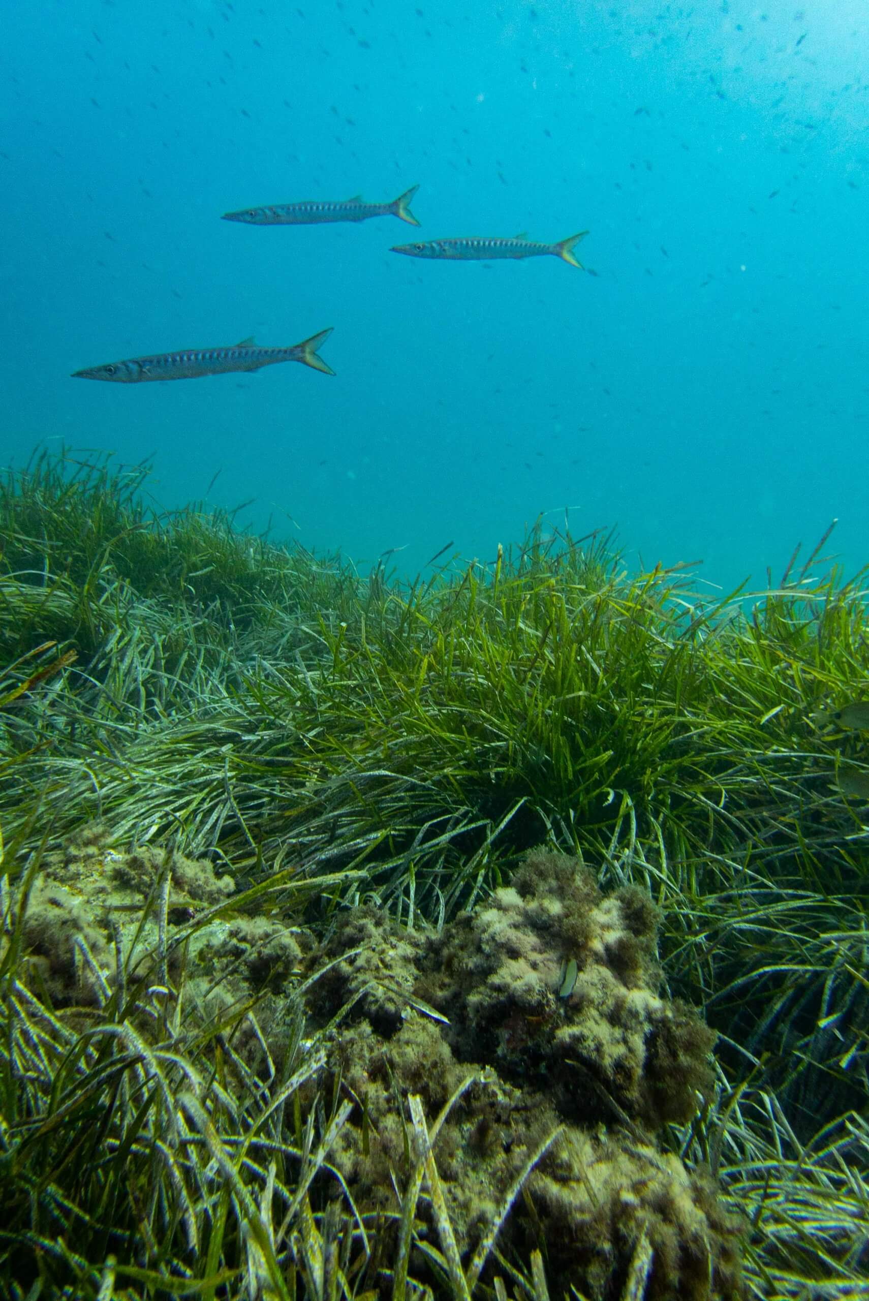 La Posidonia: las valiosas praderas sumergidas del Mediterráneo ...
