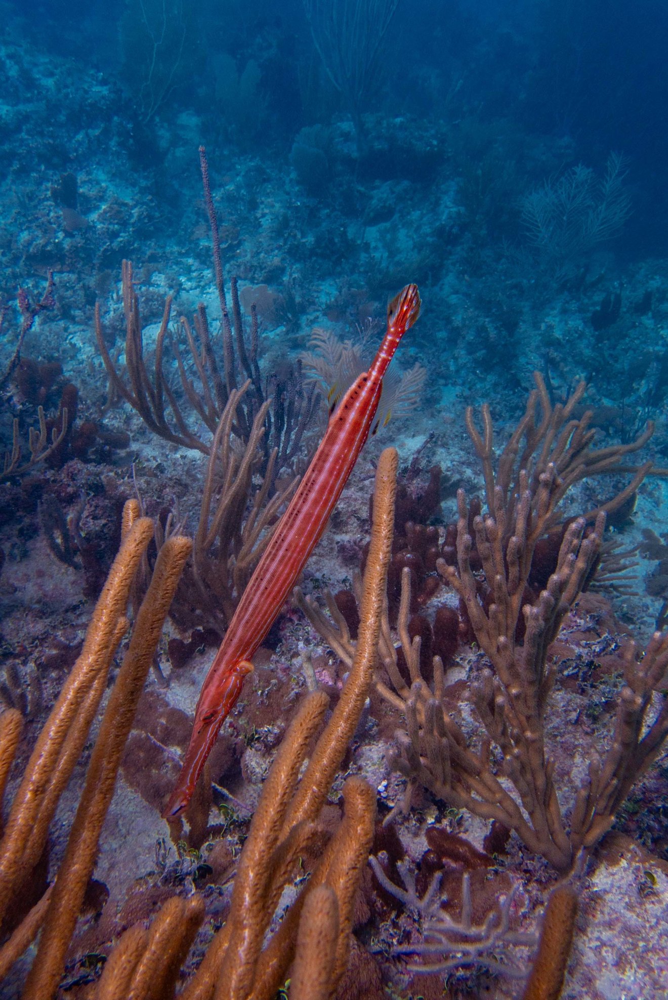 Isla Culebra: guía para recorrer un paraíso de Puerto Rico - TrotandoMundos