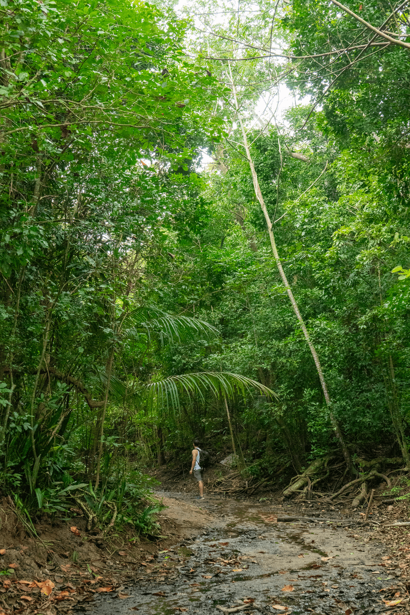 Las 10 mejores playas en la isla de Vieques | Puerto Rico - TrotandoMundos