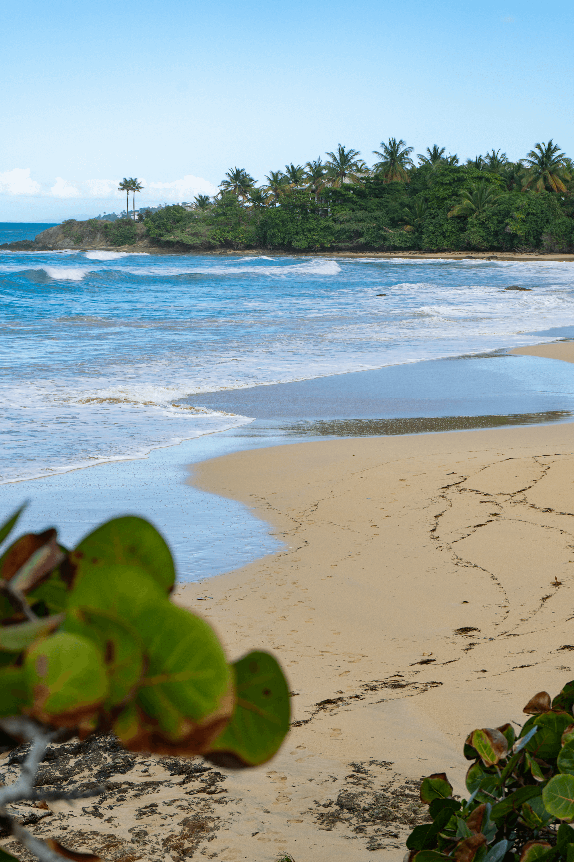 Vieques: qué ver en esta preciosa isla de Puerto Rico - TrotandoMundos